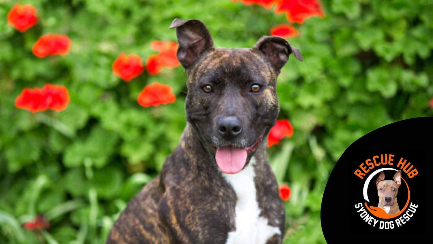 Rescue Hub: Giving Death Row Dogs a Second Chance in Western Sydney ...